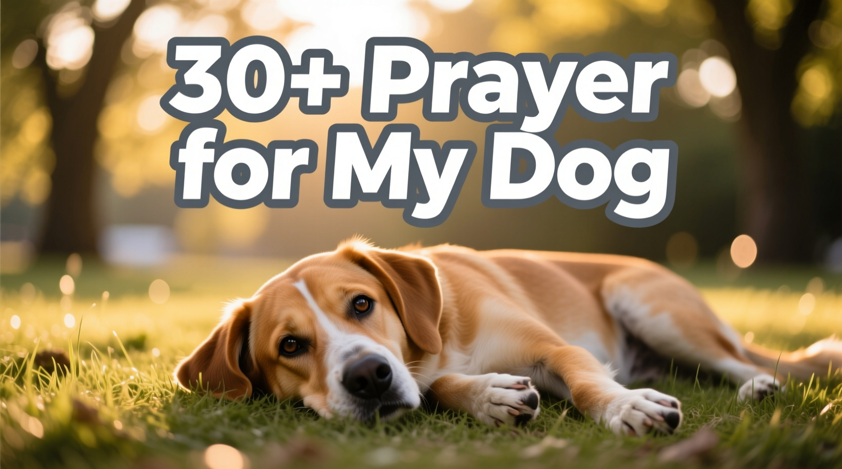 30+ Prayer for My Dog : Prayers for Protection & Peace